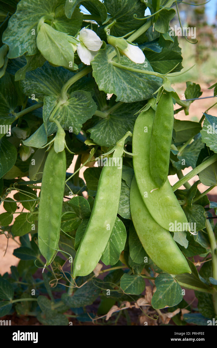 Snow Peas pods of bush Stock Photo - Alamy