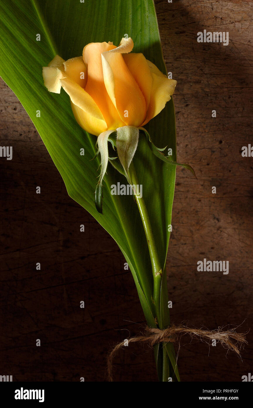Rose Valencia, studio still life Stock Photo - Alamy