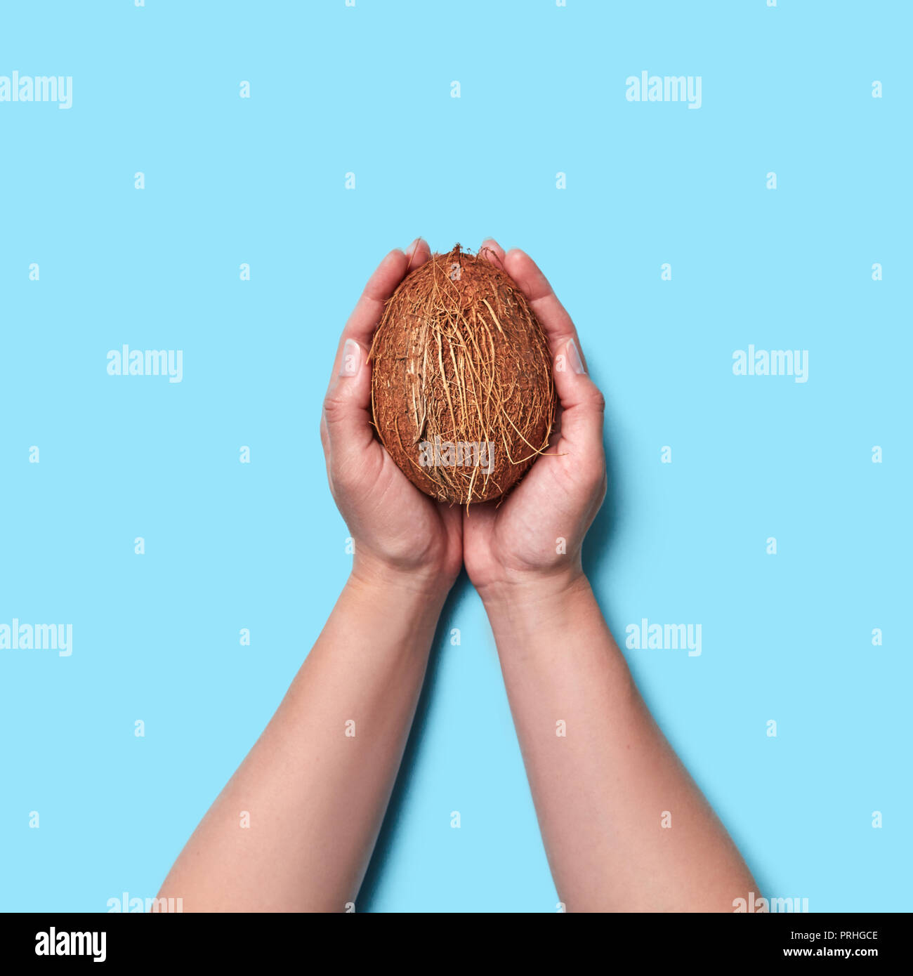 The girl's hands hold an organic coconut on a blue background with ...