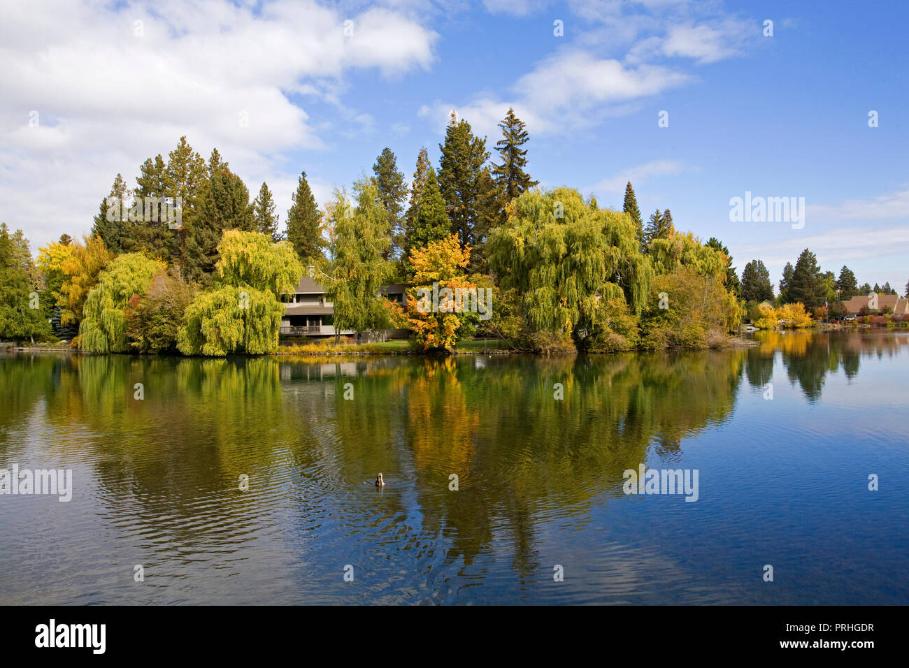 Weeping Willows and maple trees line the banks of the Deschutes River ...