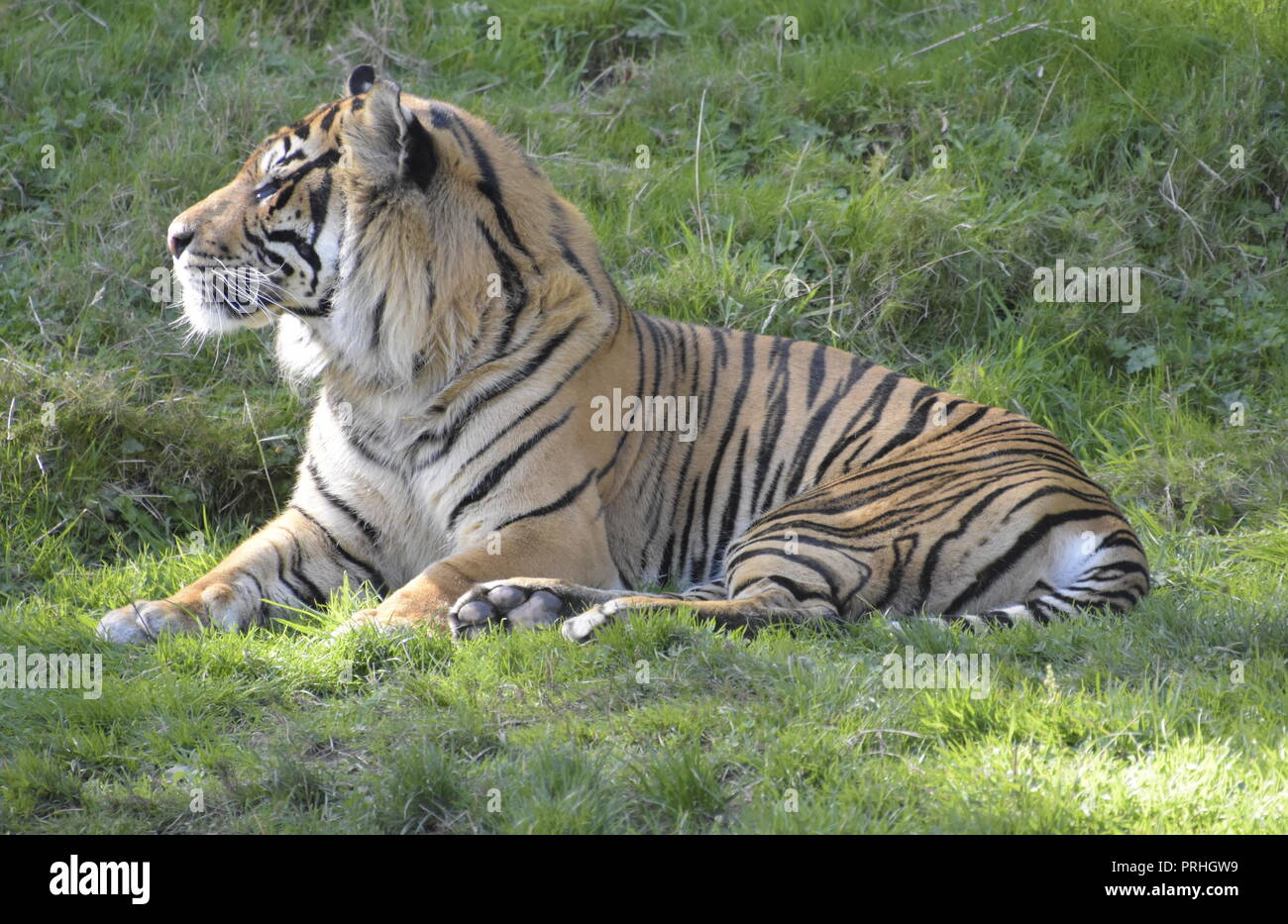 Tiger is GREATTT Stock Photo - Alamy