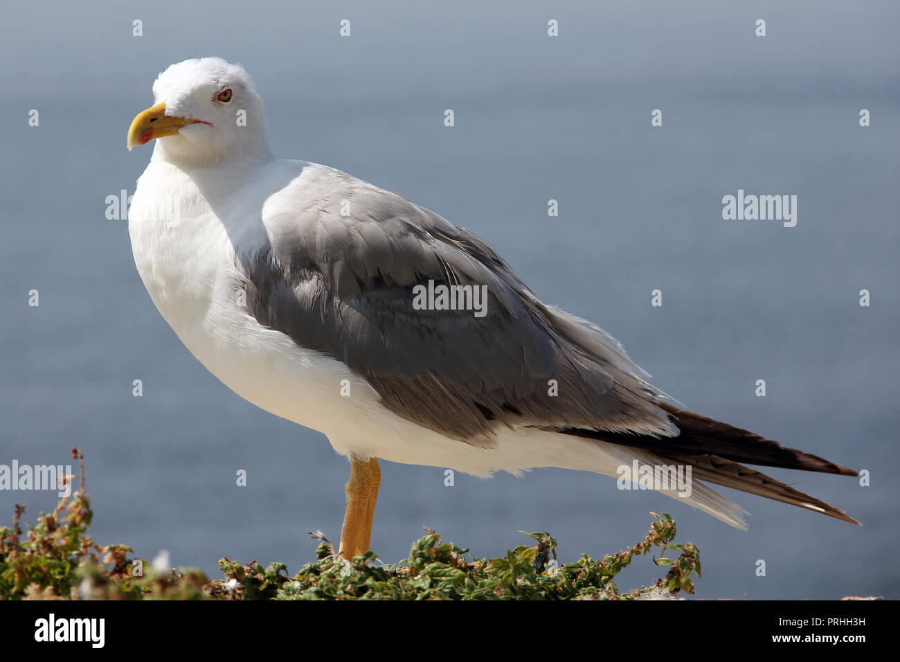 Grey seagull hi-res stock photography and images - Alamy