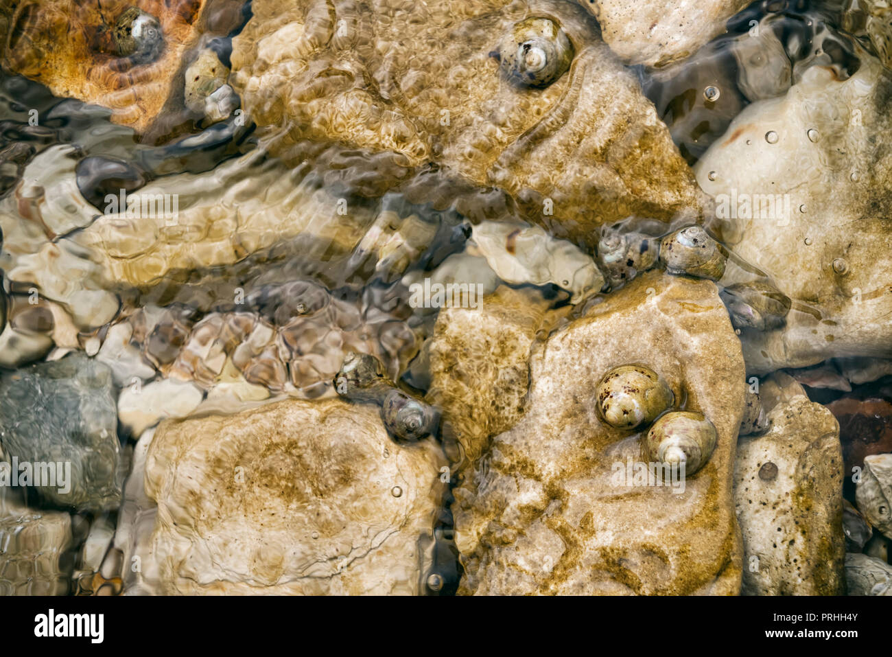 Sea Snails At Rocks High Resolution Stock Photography and Images - Alamy