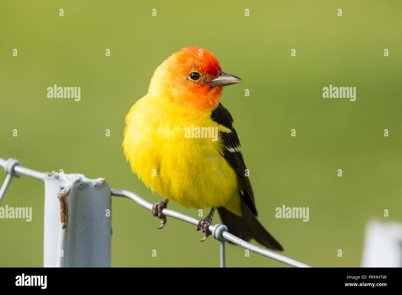 Song tanager hi-res stock photography and images - Alamy