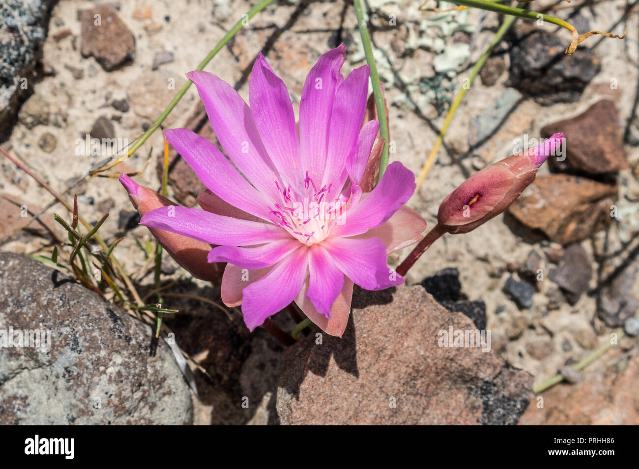 Bitterroot flower hi-res stock photography and images - Alamy