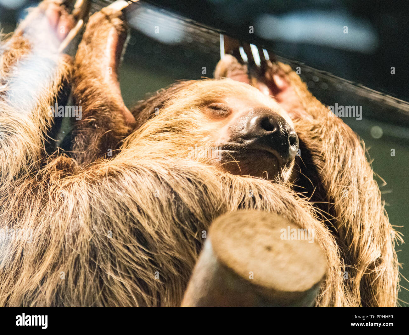 Sloth Hanging Out Stock Photo - Alamy