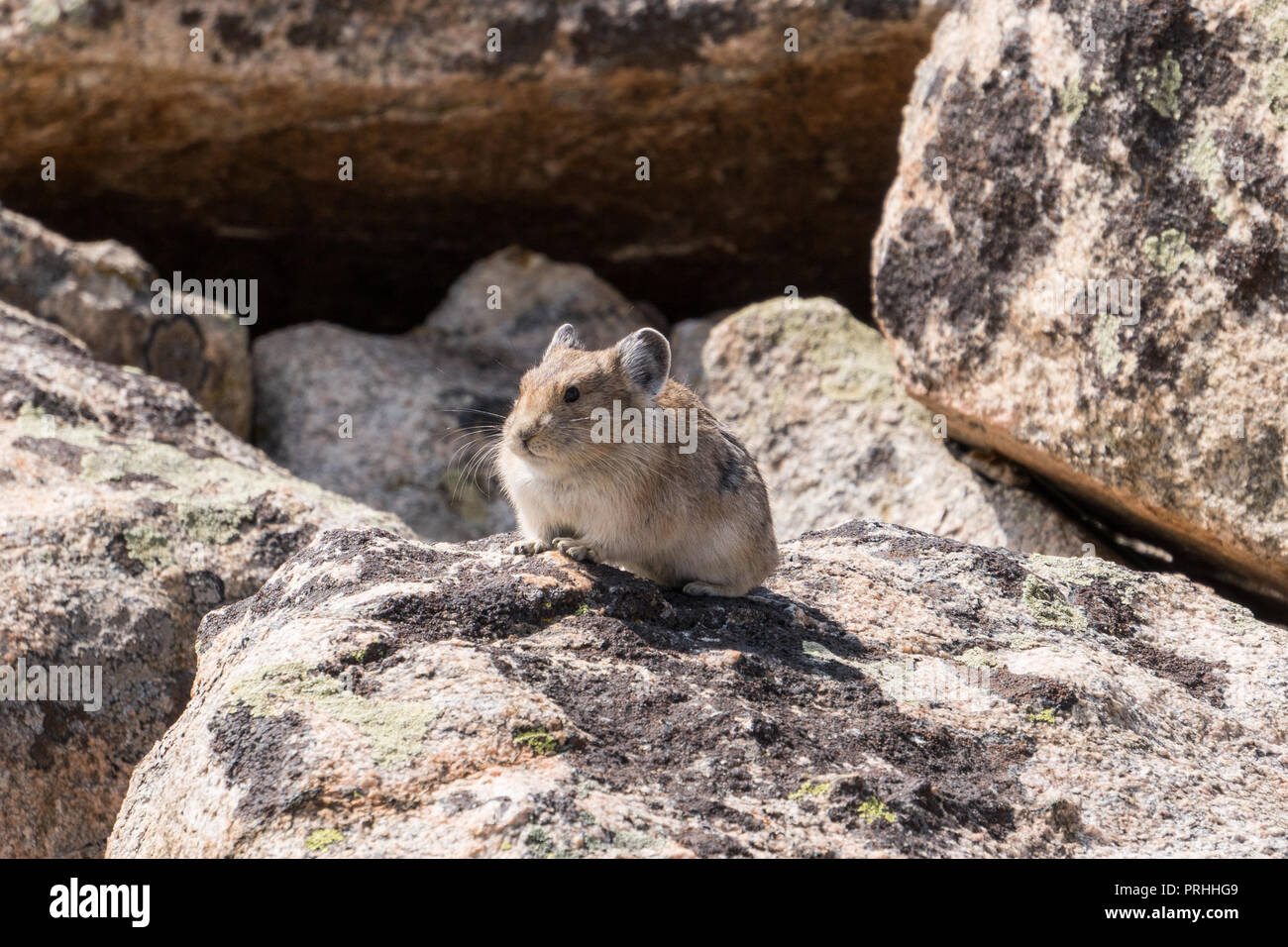 Pika rock hi-res stock photography and images - Alamy