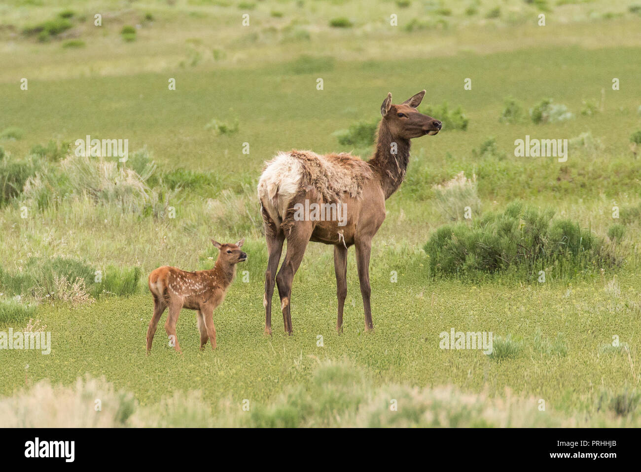 Mother and baby elk hi-res stock photography and images - Alamy