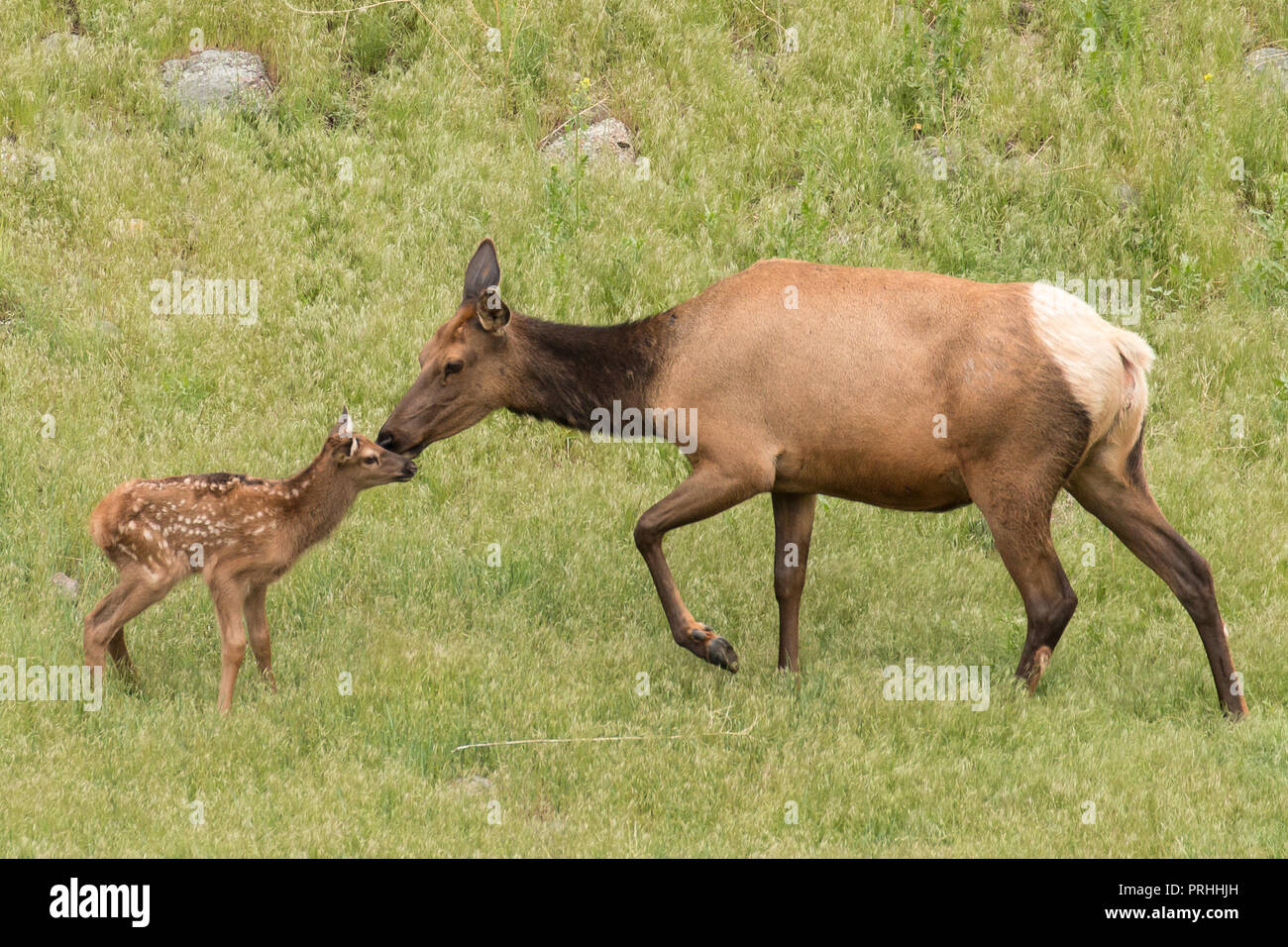 Newborn Elk