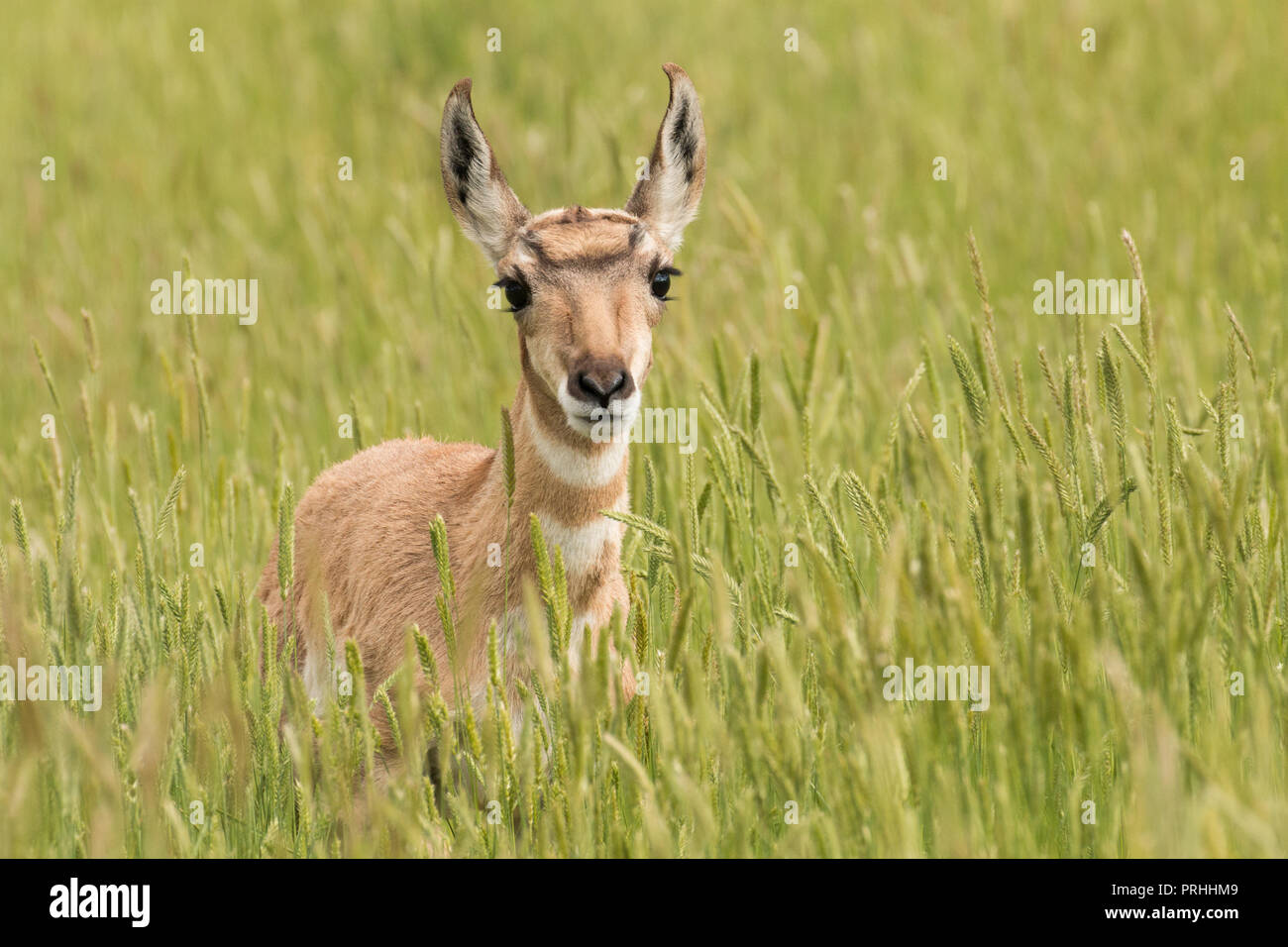Antelope fawn hi-res stock photography and images - Alamy