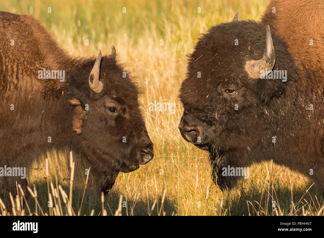 Bull mating with cow hi-res stock photography and images - Alamy