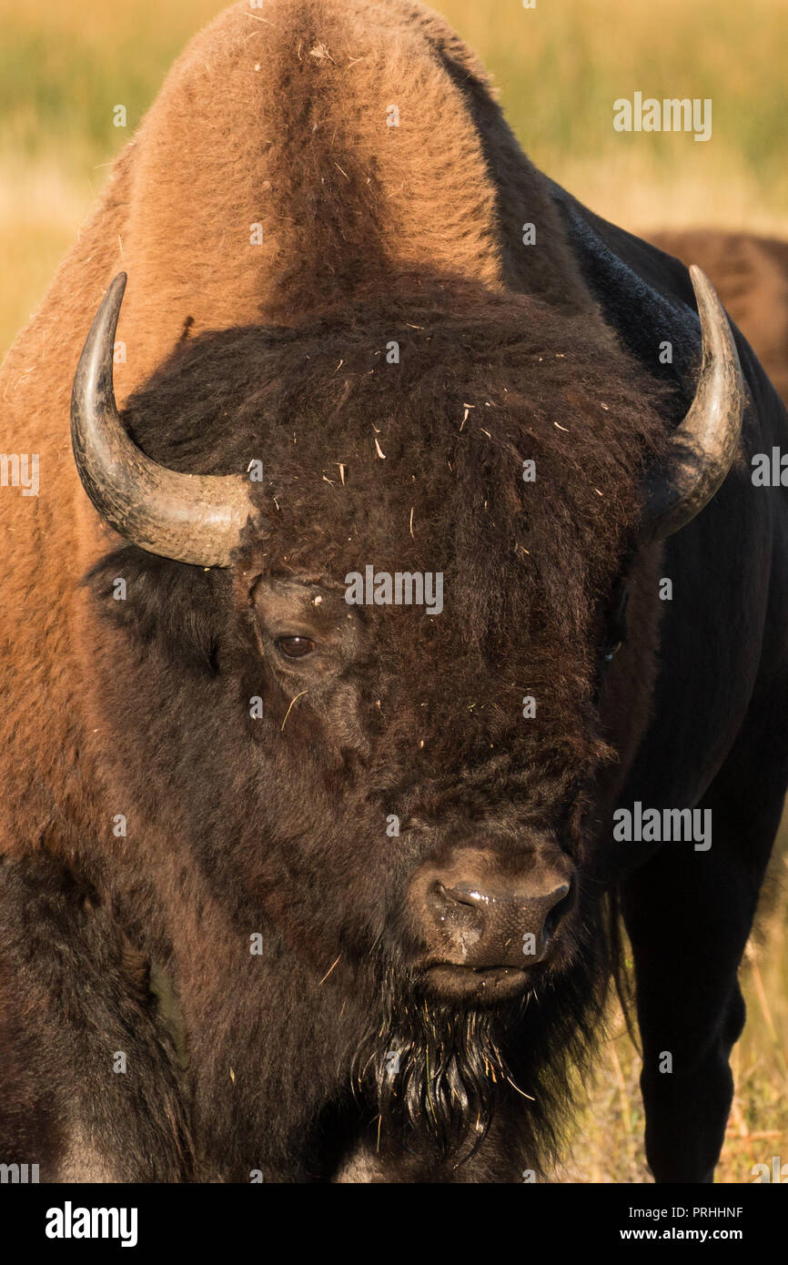Autumn mating season hi-res stock photography and images - Alamy