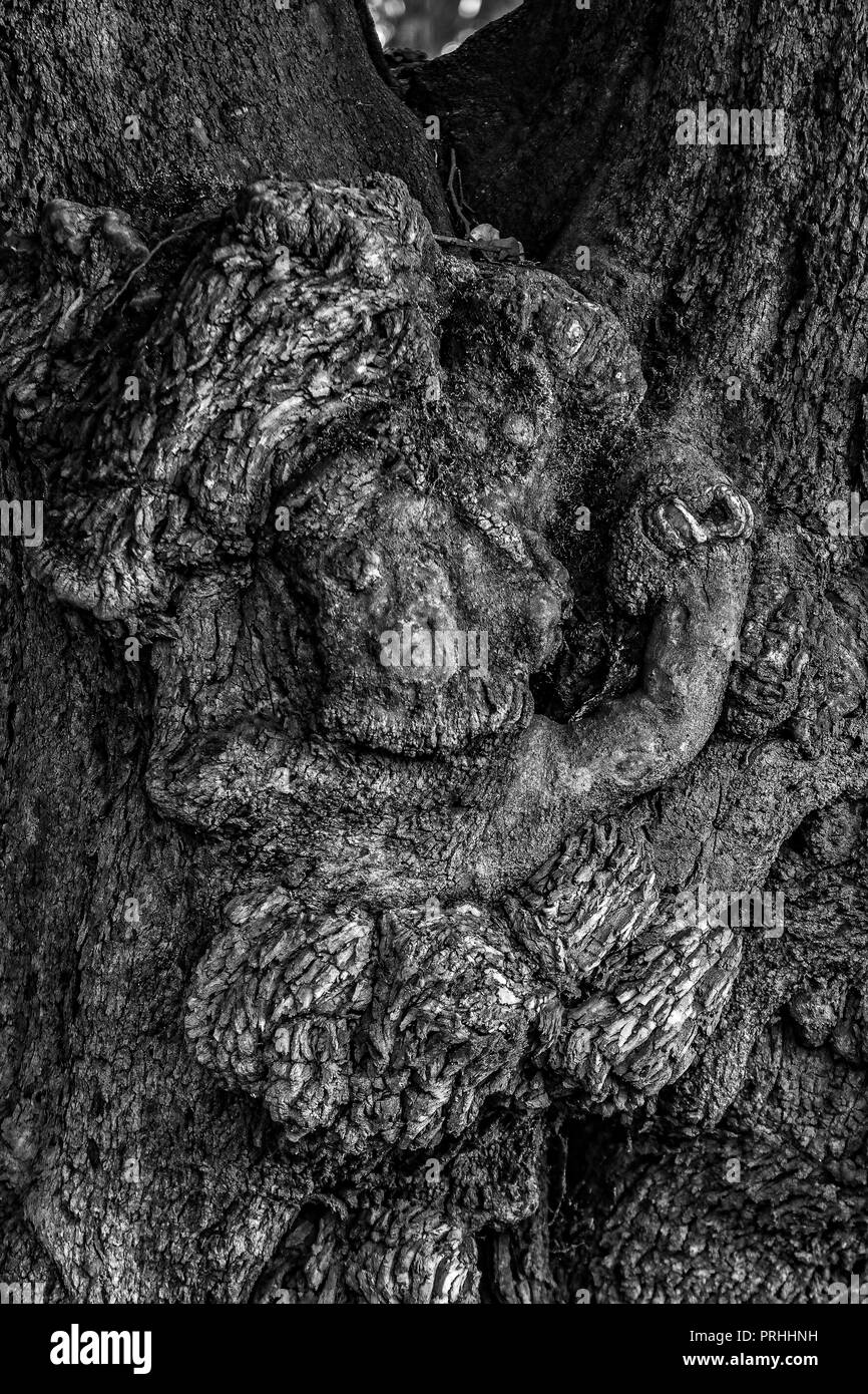 The trunk of the tree Black and White Stock Photos & Images - Alamy