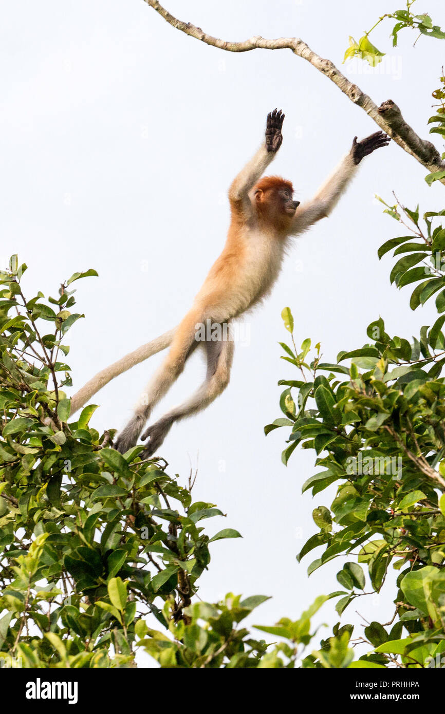 Proboscis monkey nasalis larvatus leaping hi-res stock photography and ...