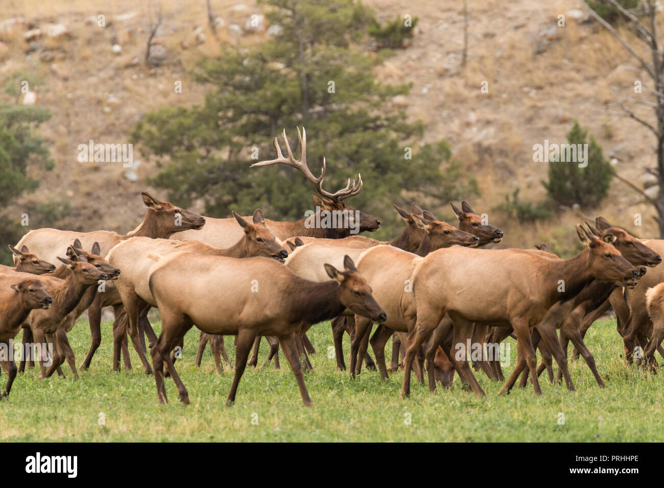 Elk mating hi-res stock photography and images - Alamy