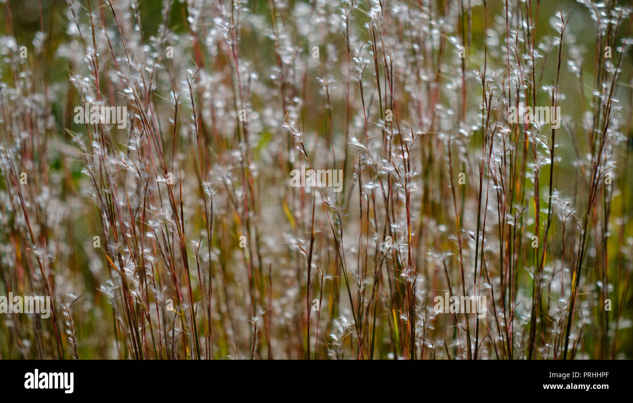 Grass screensaver hi-res stock photography and images - Alamy