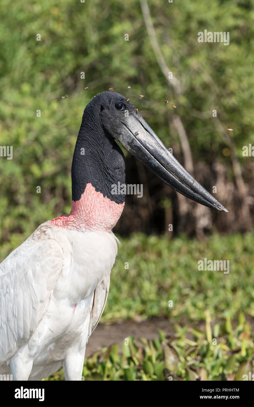 Jabiru stork pantanal brazil hi-res stock photography and images - Alamy