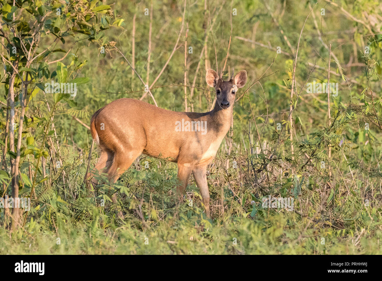 Adult red brocket buck, Mazama americana, Pouso Alegre Fazenda, Mato ...