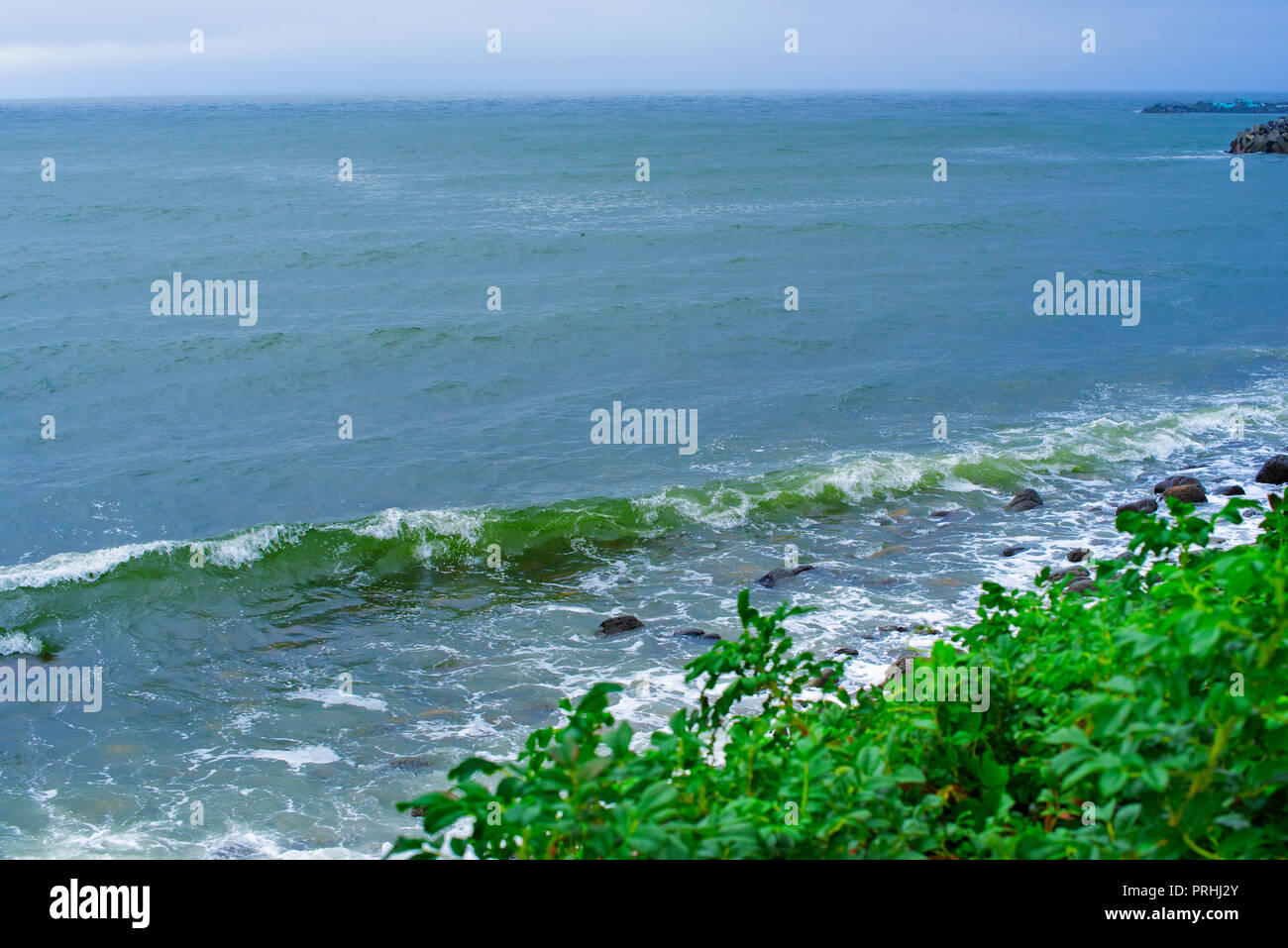 landscape sea shore rocky beach sea pebble waves foam bushes rose hip ...