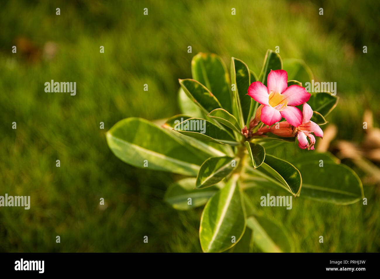 Desert Rose Adenium growing in a garden Stock Photo - Alamy