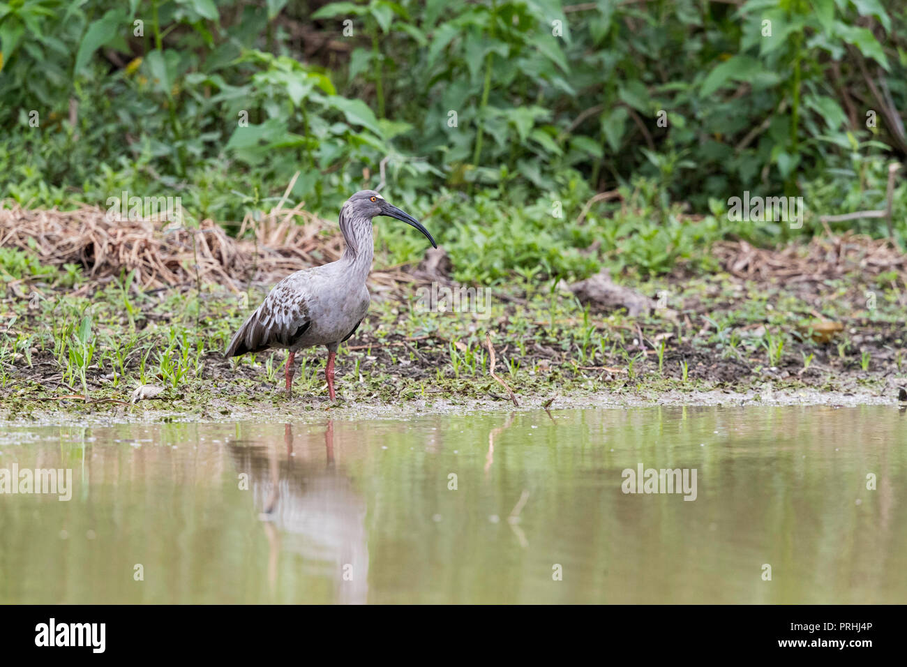 Blue ibis hi-res stock photography and images - Alamy