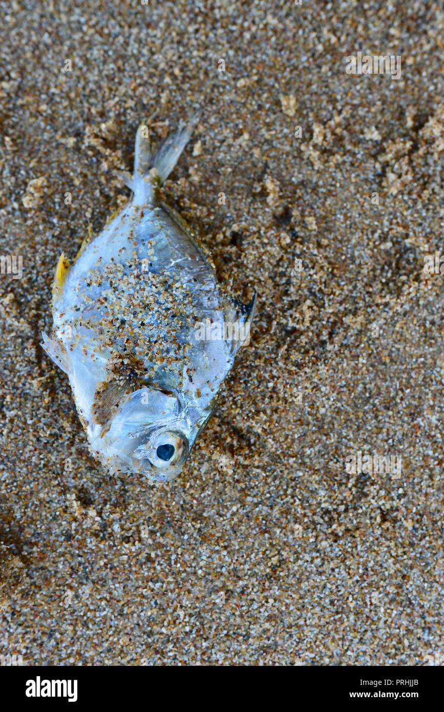 The beach at Clump mountain national park, Garners Beach Rd, Garners ...