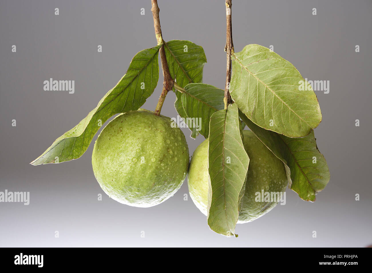 Guava (peru) with leaves Stock Photo - Alamy