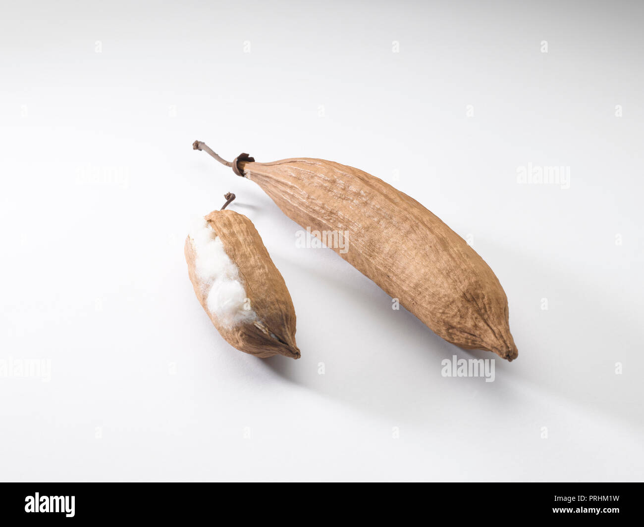 Ashoka tree fruit hi-res stock photography and images - Alamy