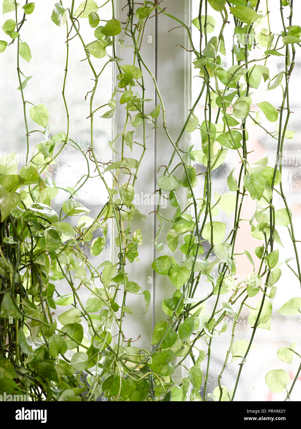 MONEY PLANT IN FRONT OF A WINDOW Stock Photo - Alamy