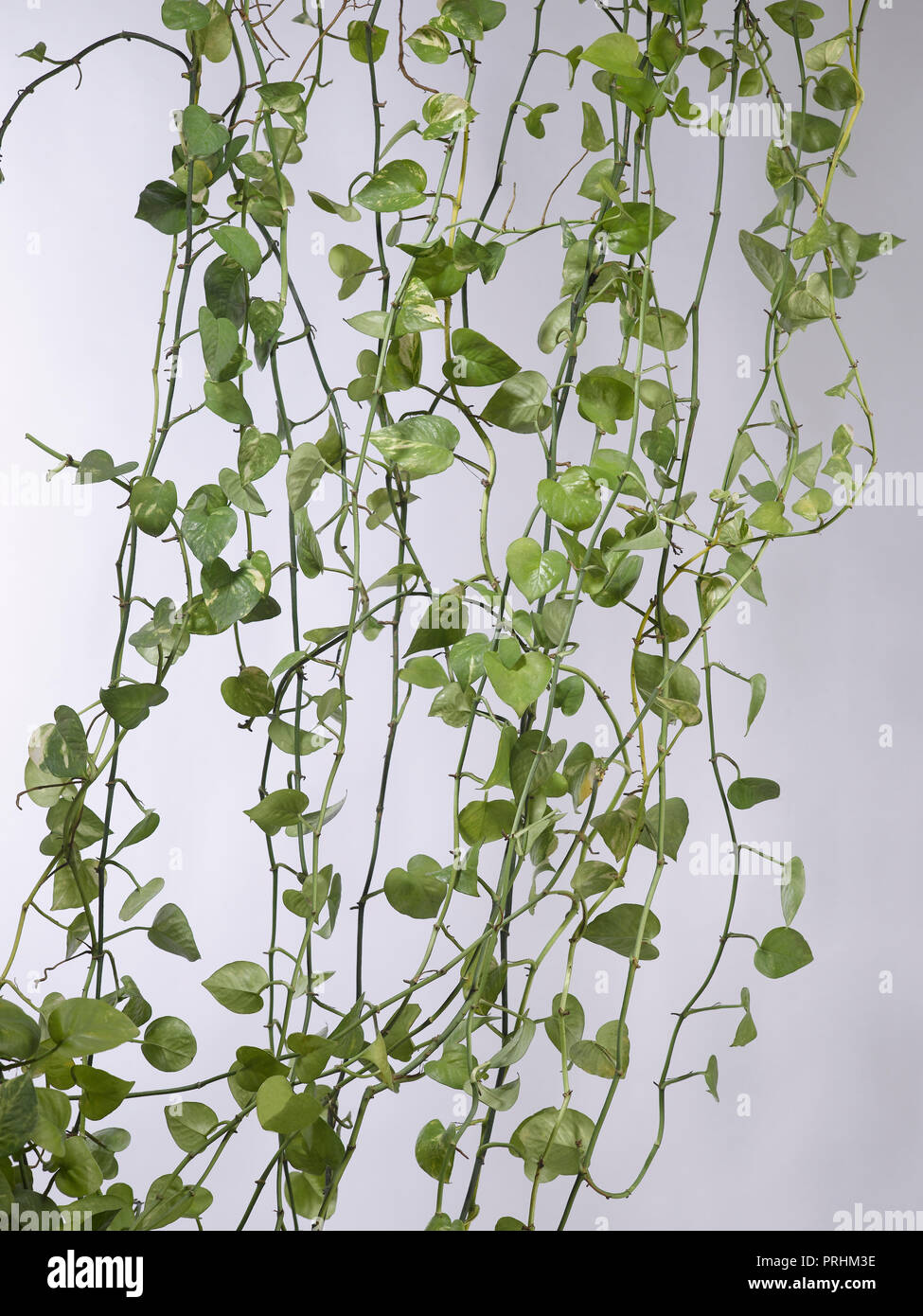 MONEY PLANT IN FRONT OF A WINDOW Stock Photo - Alamy