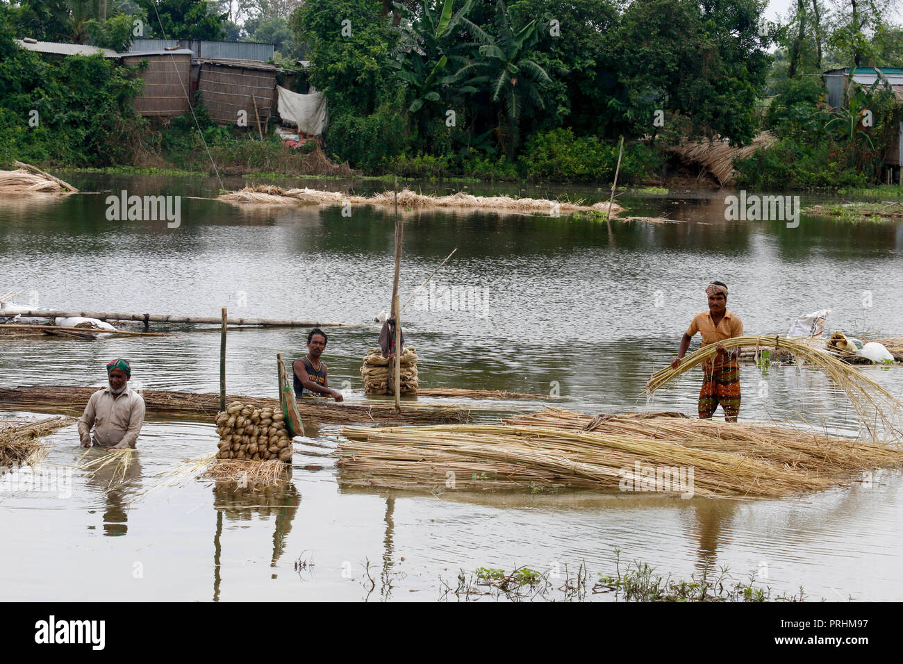 Farmers washing jute fibres at Modhukhali in Faridpur, Bangladesh Stock ...