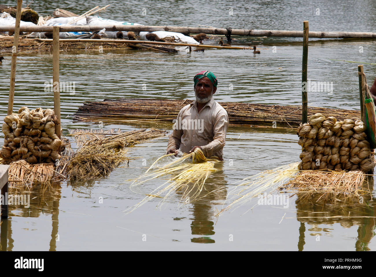 A farmer washing jute fibres at Modhukhali in Faridpur, Bangladesh ...