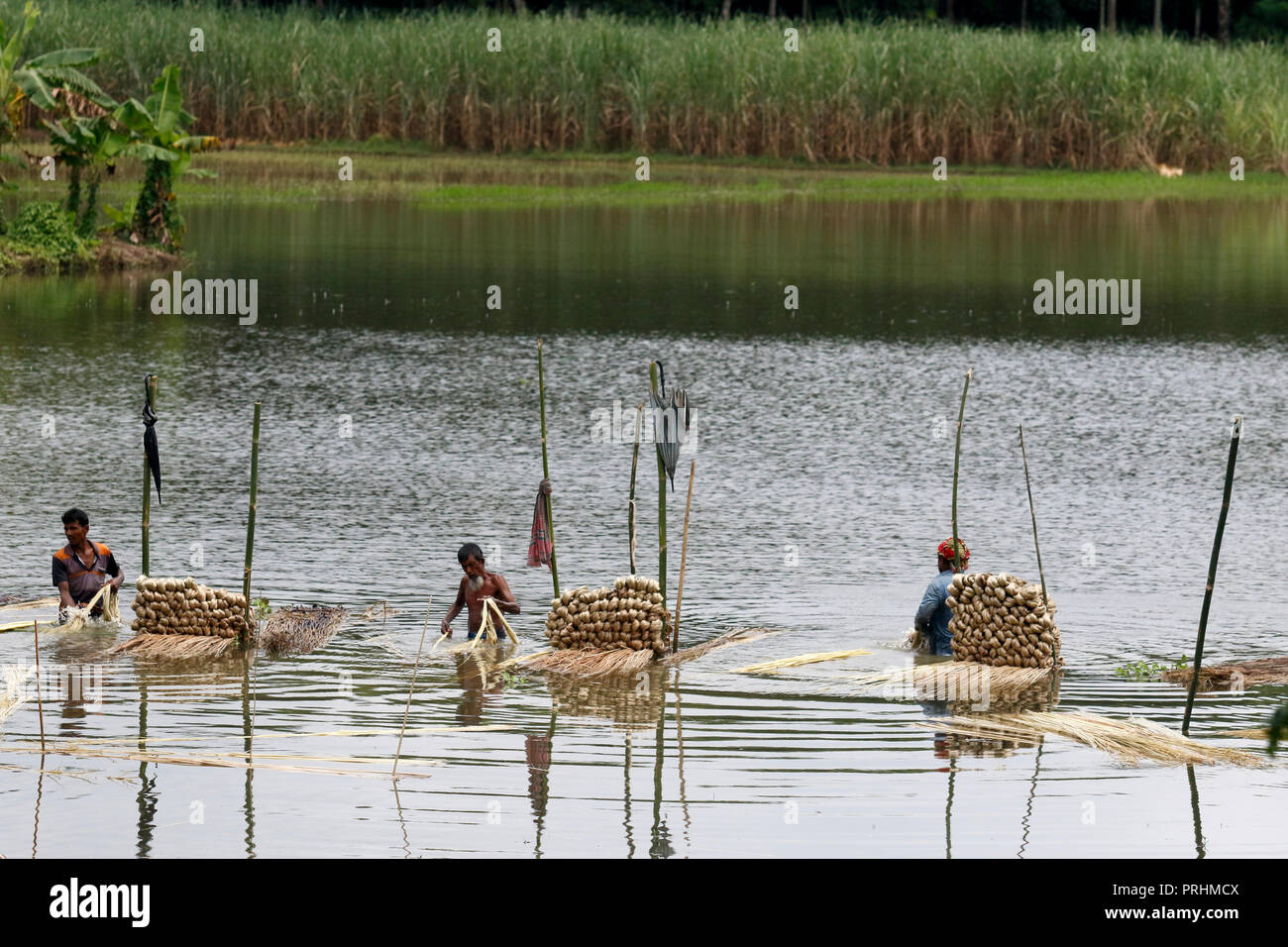 Farmers washing jute fibres at Modhukhali in Faridpur, Bangladesh Stock ...