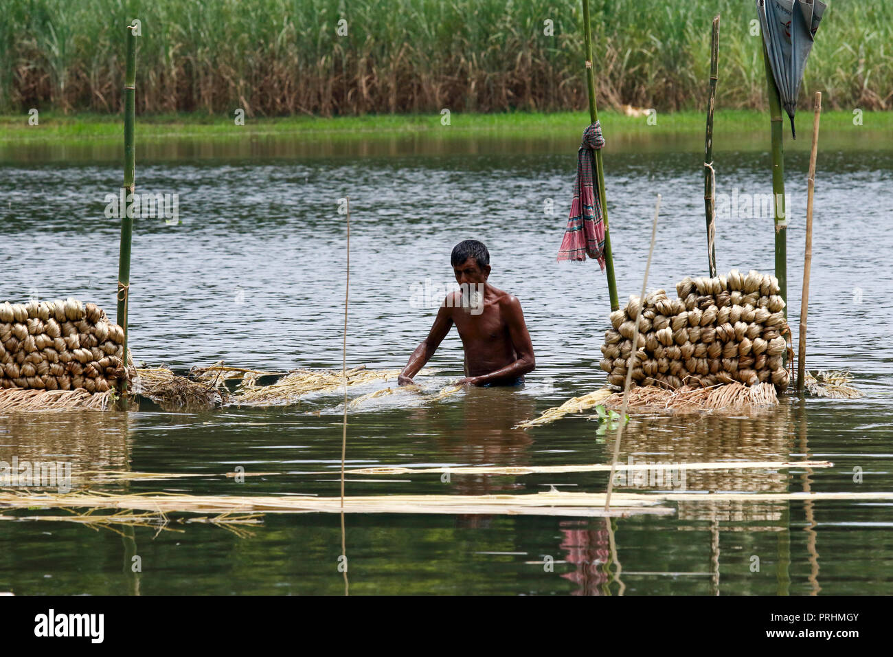 A farmer washing jute fibres at Modhukhali in Faridpur, Bangladesh ...