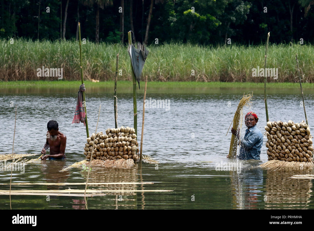 Farmers washing jute fibres at Modhukhali in Faridpur, Bangladesh Stock ...