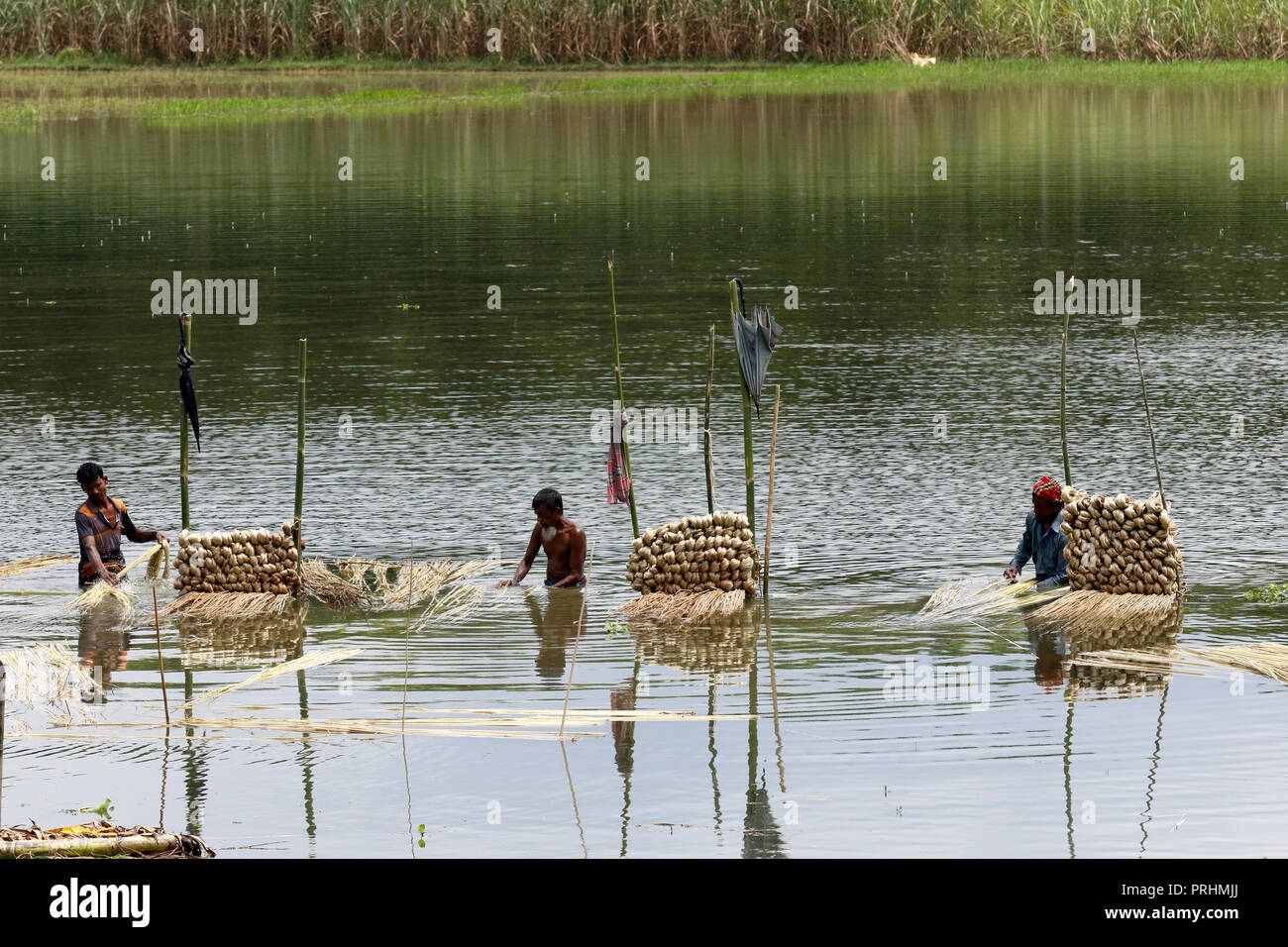 Farmers washing jute fibres at Modhukhali in Faridpur, Bangladesh Stock ...