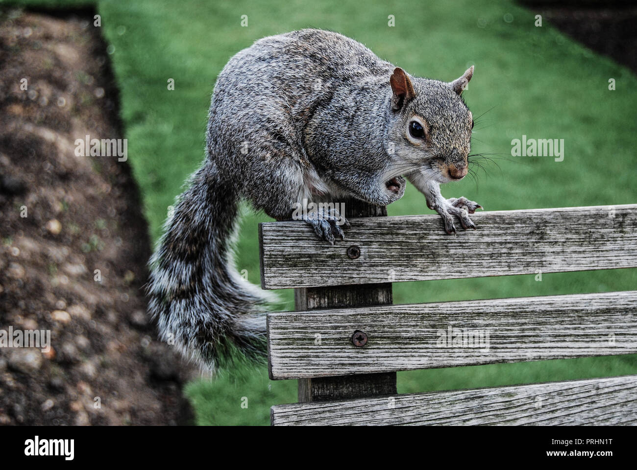 Squirrel bench hi-res stock photography and images - Alamy