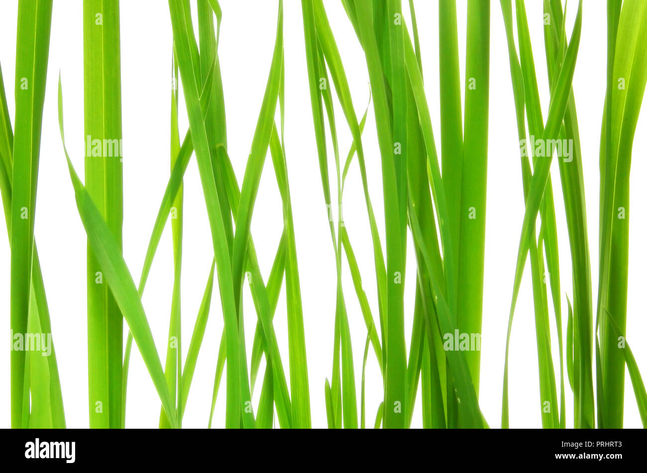 leaves of grass isolated Stock Photo - Alamy