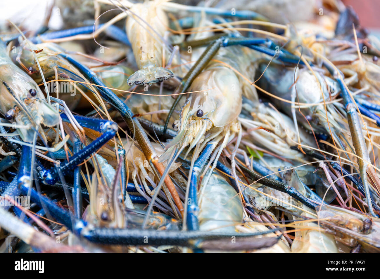 Thailand prawn fishing hi-res stock photography and images - Alamy
