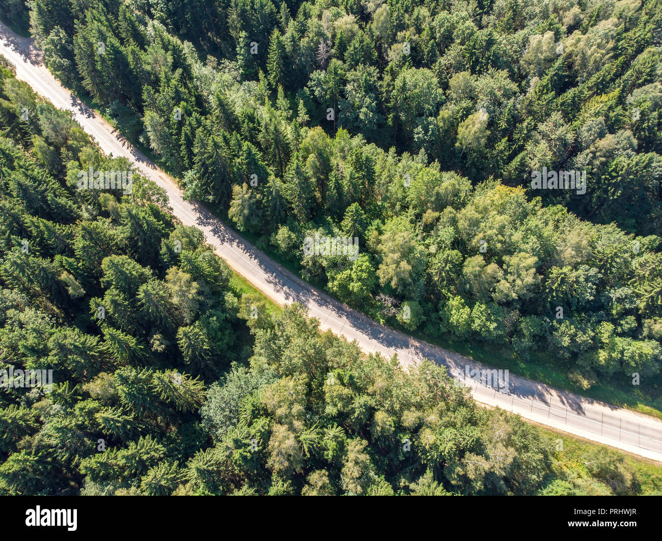 Forest of fir trees hi-res stock photography and images - Alamy