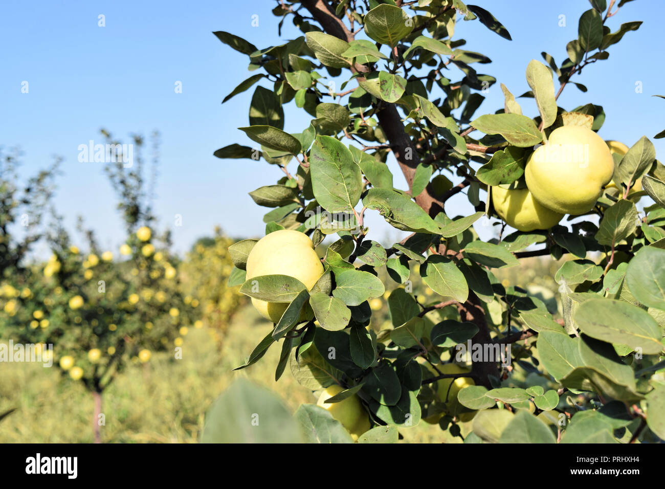 Apple quince fruit orchard Stock Photo - Alamy