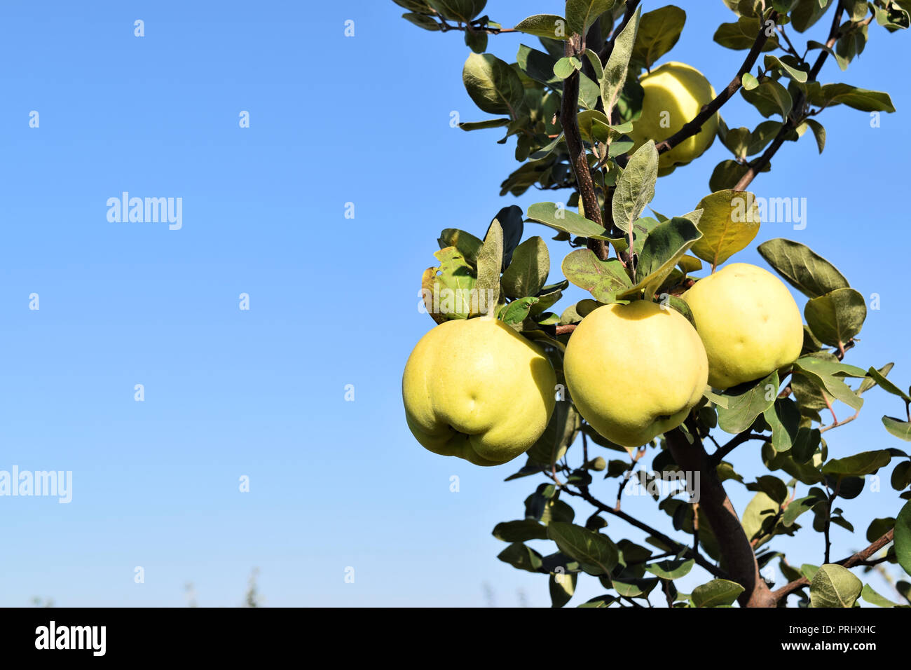 Apple quince fruit orchard Stock Photo - Alamy