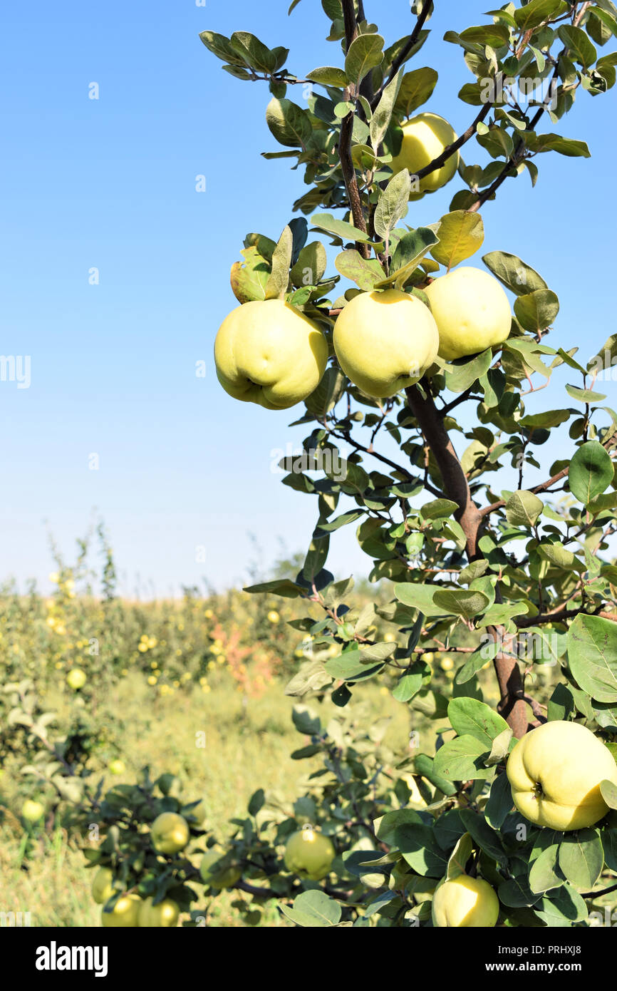 Apple quince fruit orchard Stock Photo - Alamy
