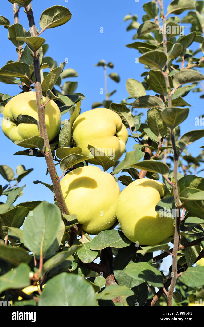 Apple quince fruit orchard Stock Photo - Alamy
