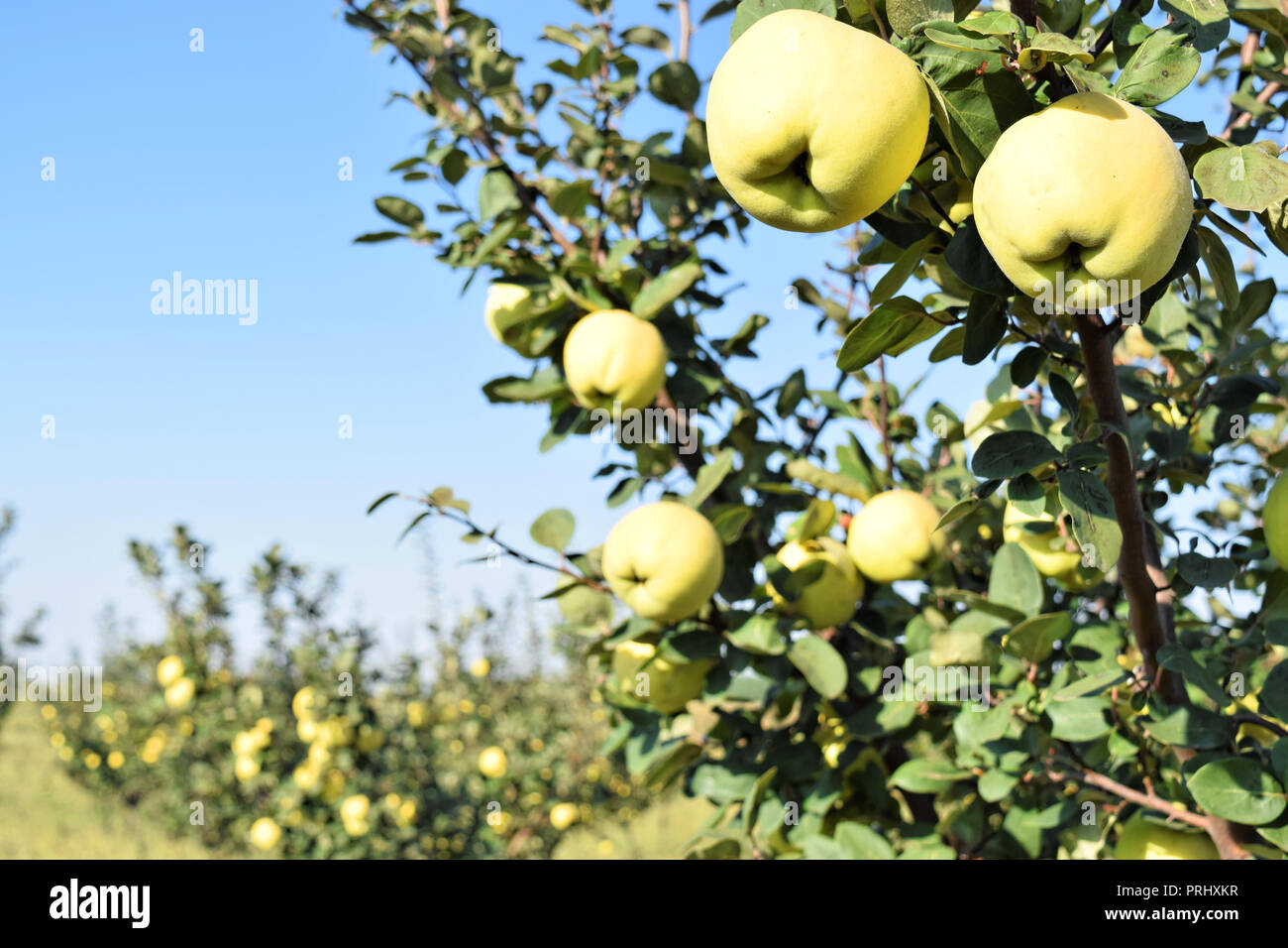 Apple quince fruit orchard Stock Photo - Alamy
