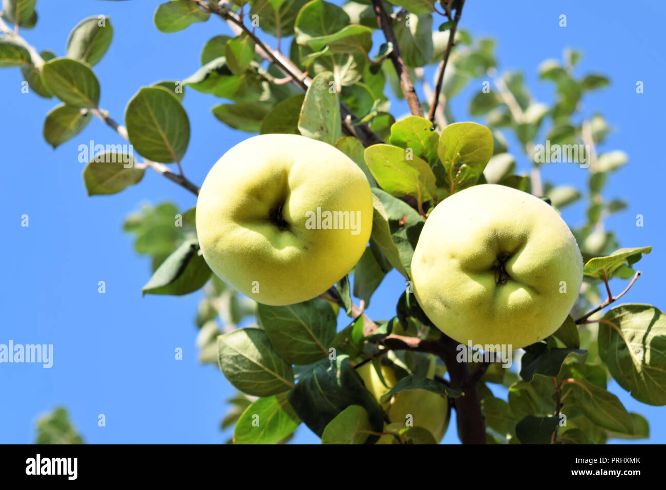Quince apple hi-res stock photography and images - Alamy