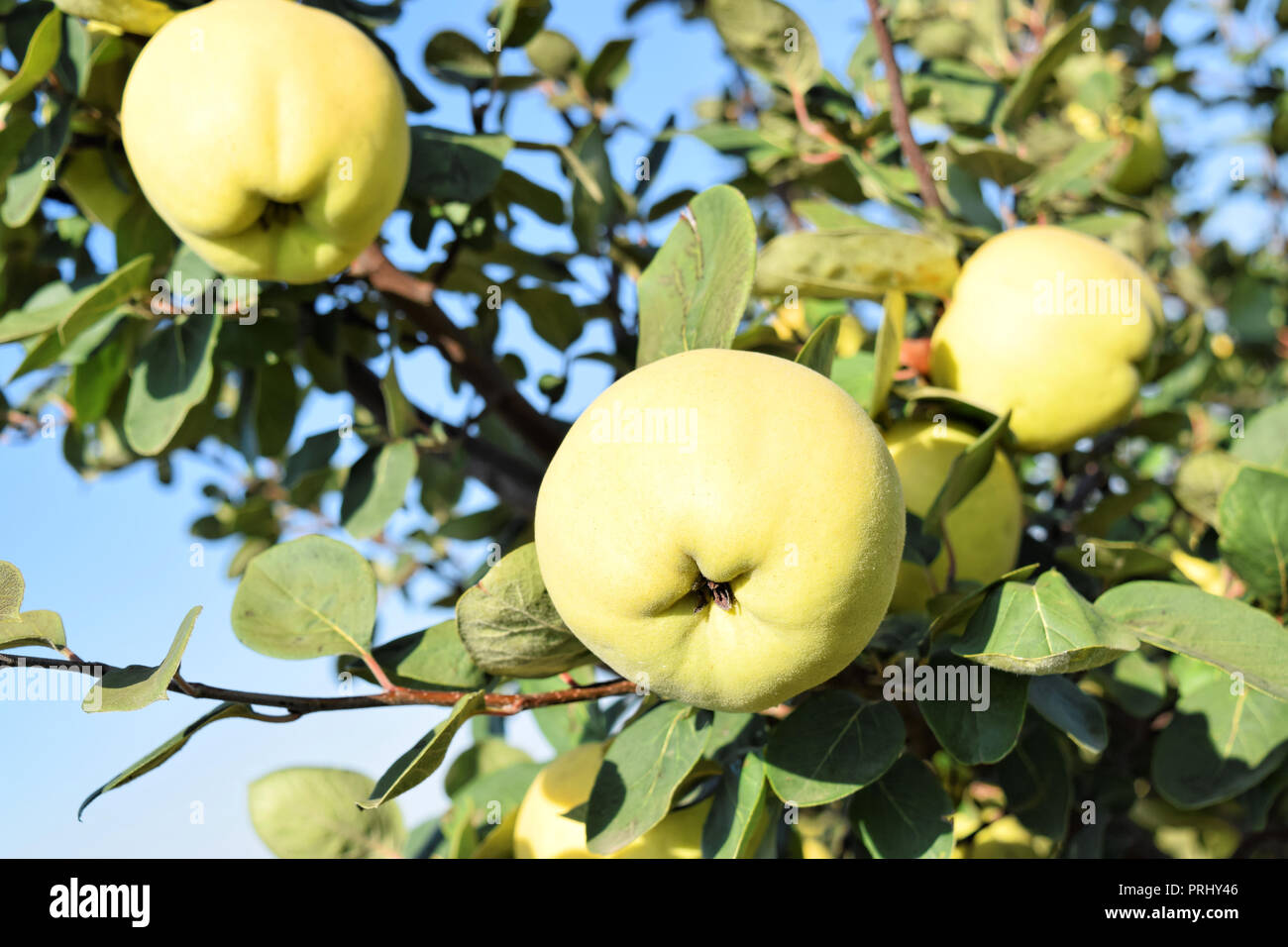 Apple quince fruit orchard Stock Photo - Alamy