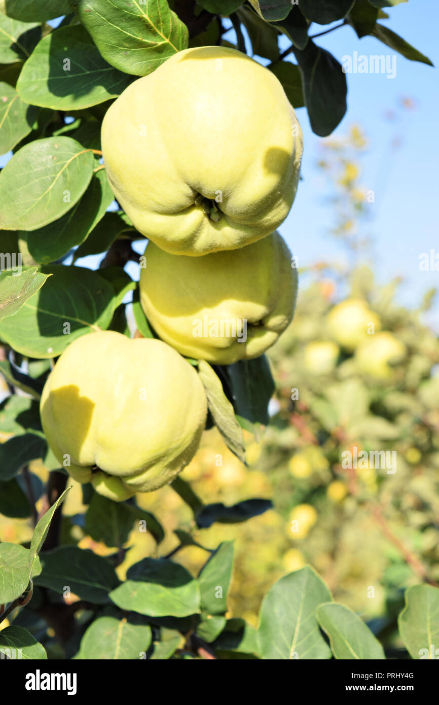 Apple quince fruit orchard Stock Photo - Alamy