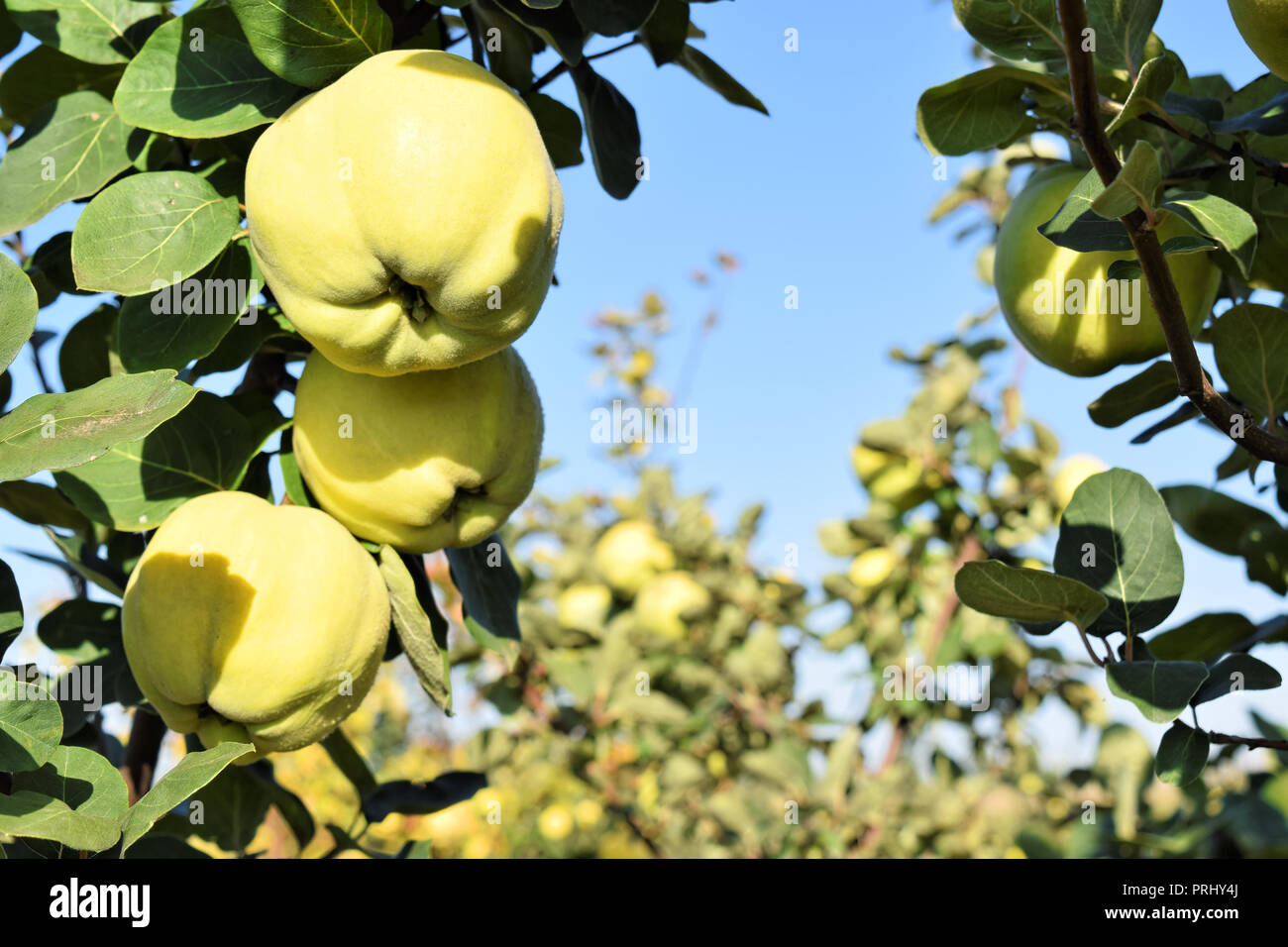 Apple quince fruit orchard Stock Photo - Alamy