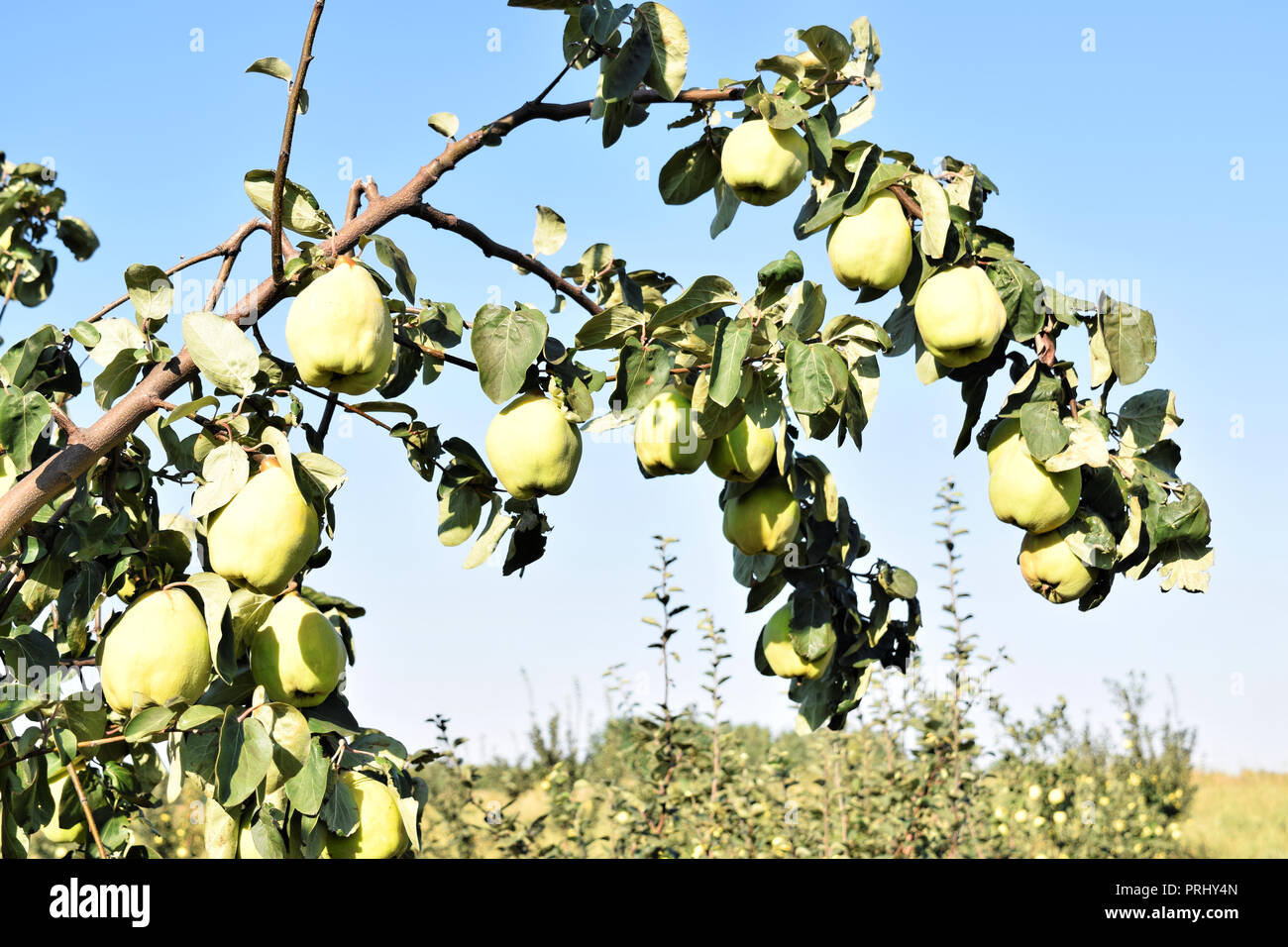 Apple quince fruit orchard Stock Photo - Alamy